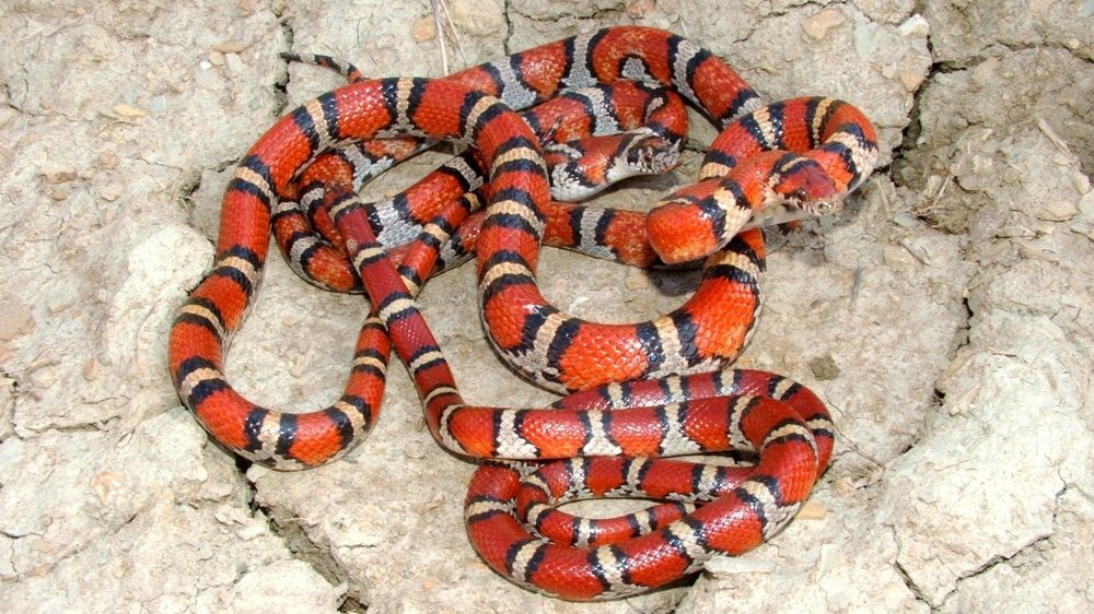 Milk Snake Colors