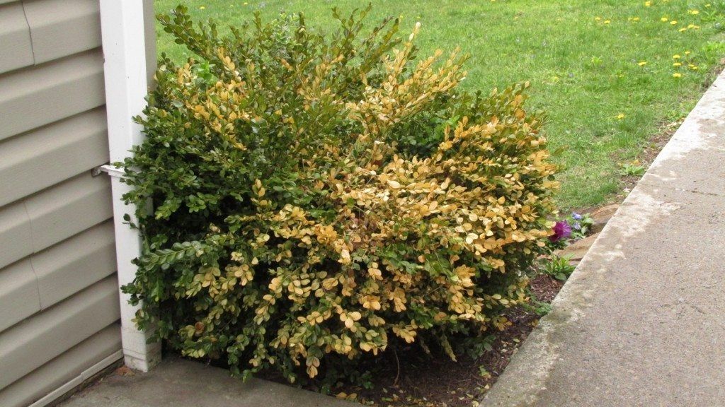 Cool Boxwood Leaves Turning Yellow Images