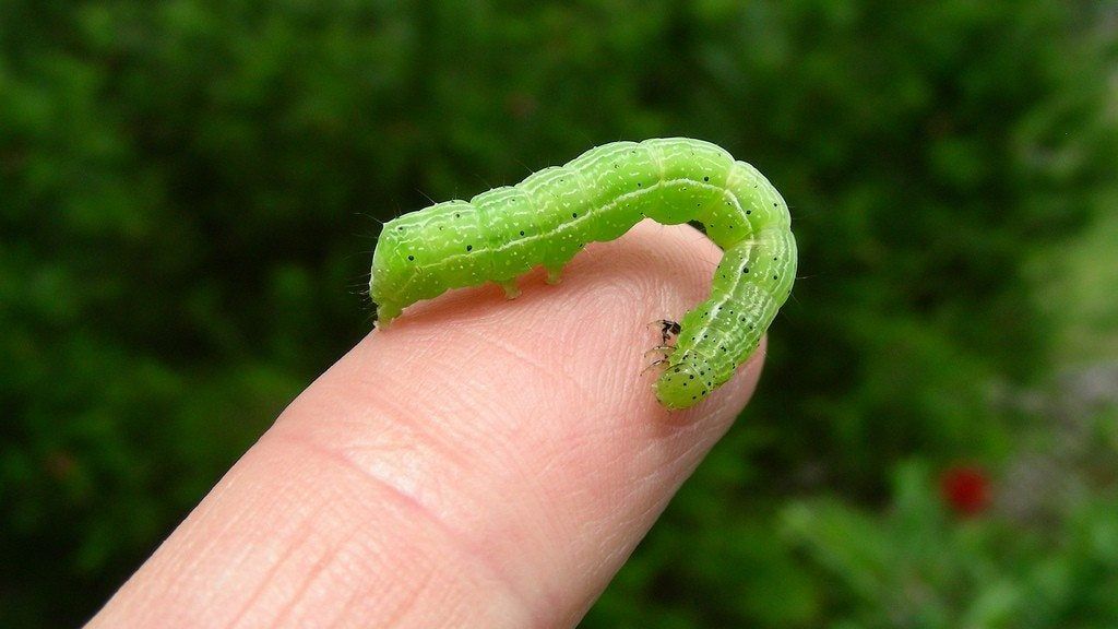 Insect Pests Of Cabbage Preventing Cabbage Looper Pests Learn How To