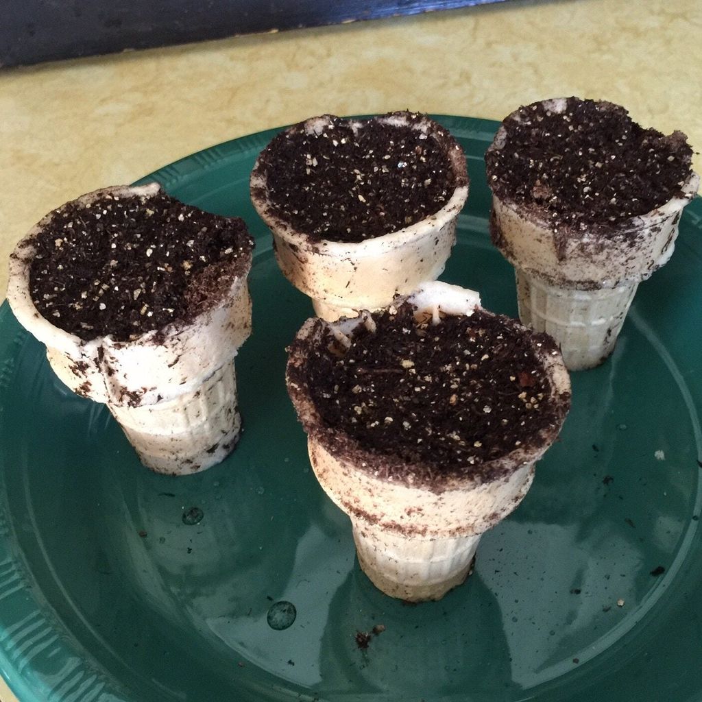 Ice Cream Cone Seed Starting: Growing Ice Cream Cone Seedlings For The ...