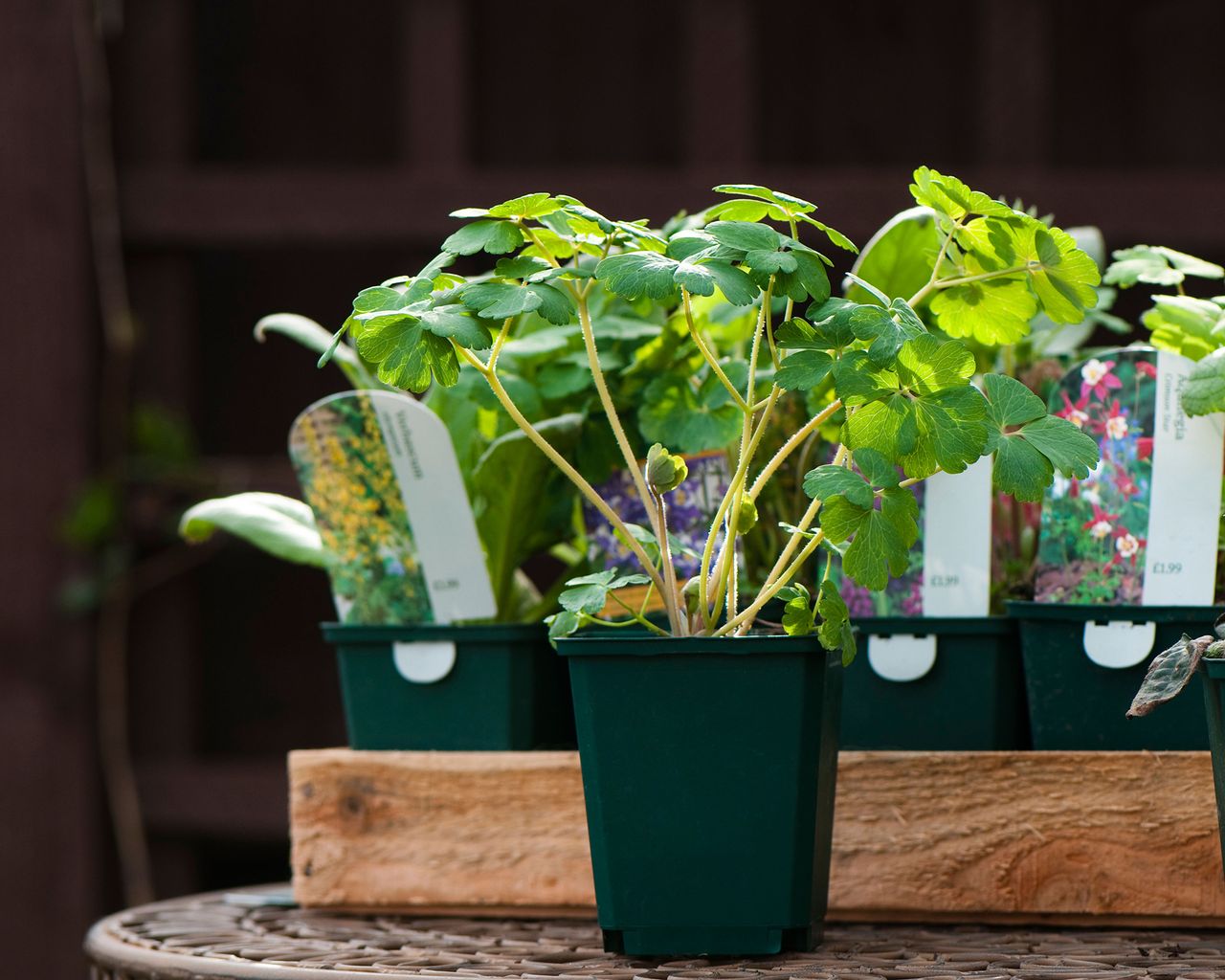 Columbine care and growing guide: expert tips on aquilegia | Gardeningetc