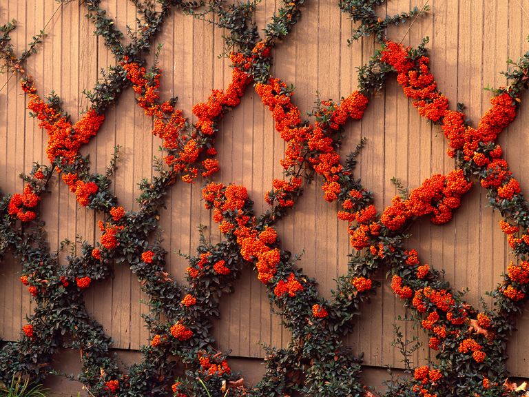 7 of the Best Trees to Espalier — and How to Grow Them | Livingetc