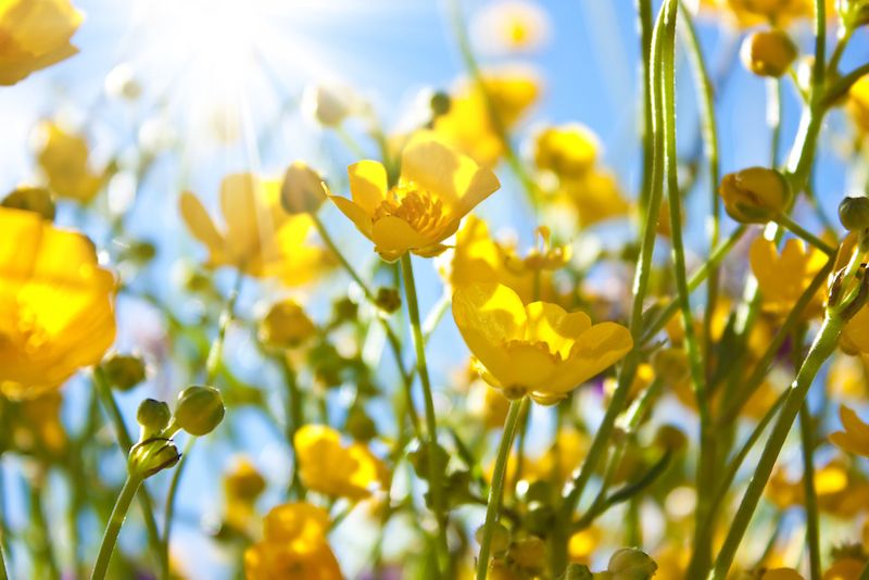How Buttercups Get Their Yellow Gloss | Live Science