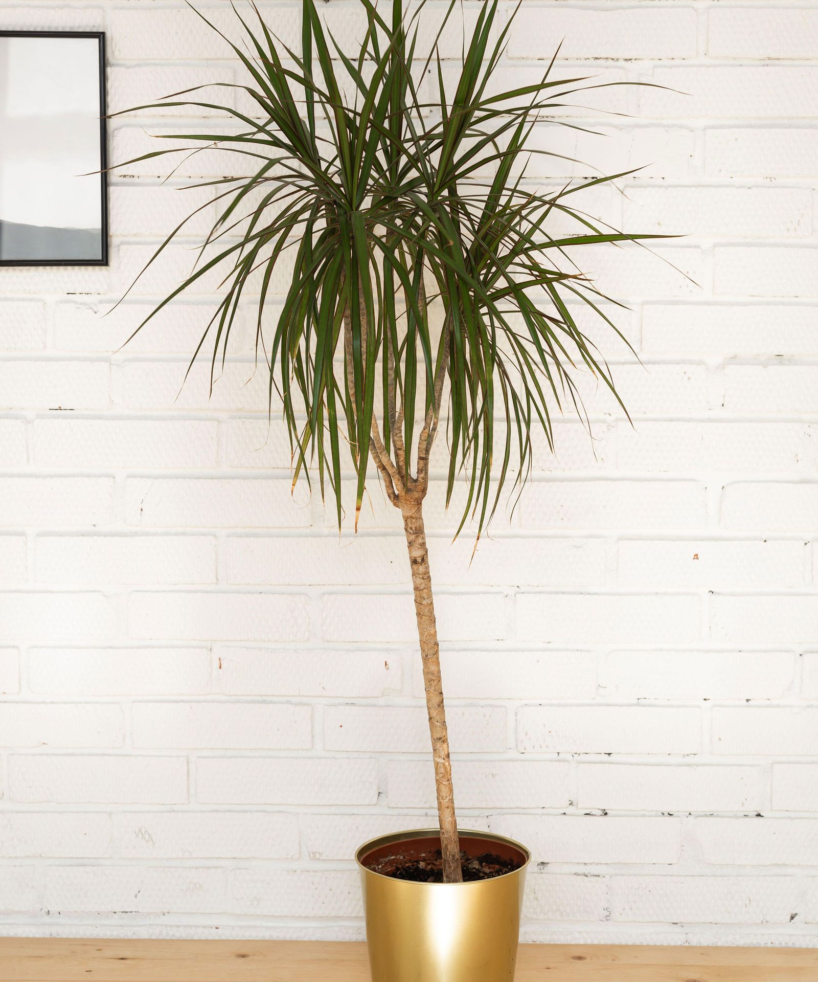 Best tall indoor plants: 10 large houseplants to add impact | Homes and ...
