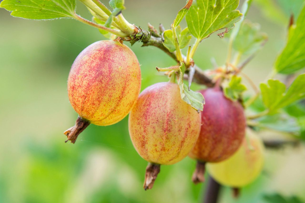 how to grow gooseberries: an expert guide | Homes and Gardens