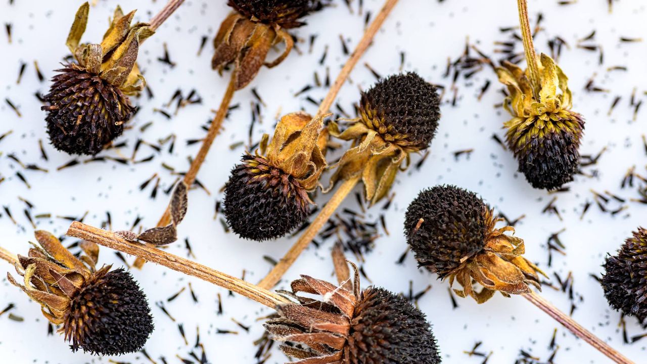 This Clever Seed Storage is Your Organization Solution | Gardening Know How