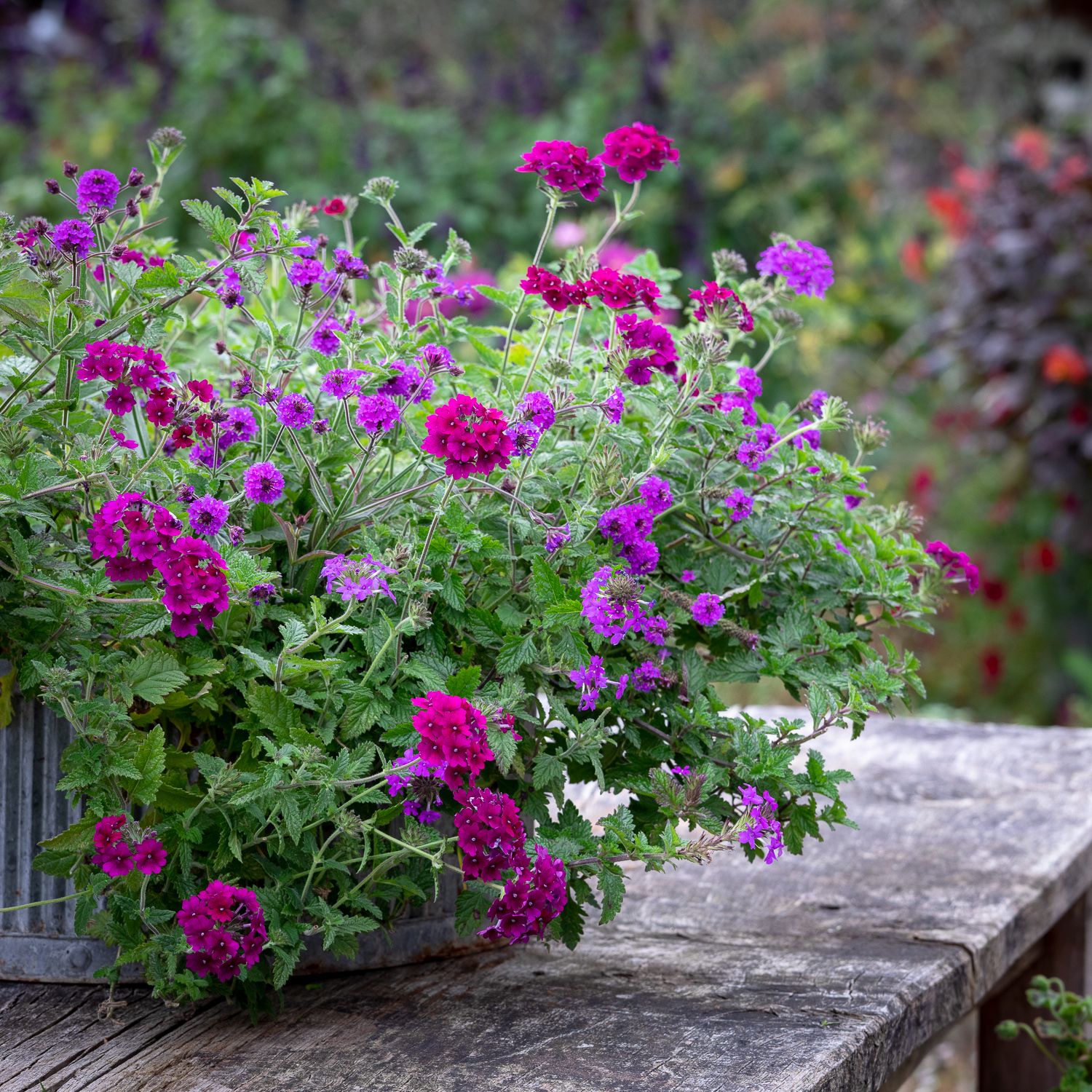 South facing garden ideas: How to embrace a sun-filled backyard | Homes ...