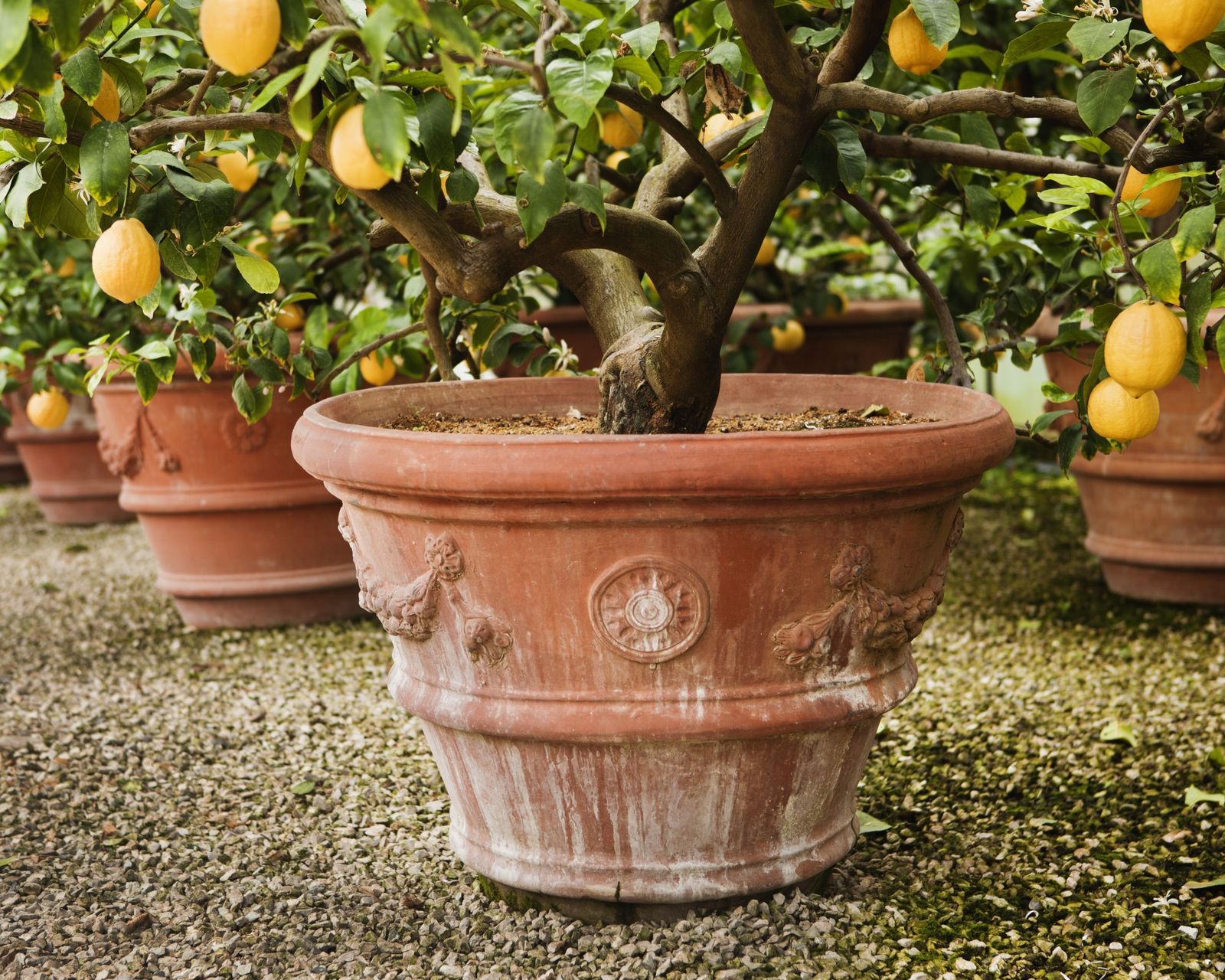 Expert tips on how to grow a lemon tree | Gardeningetc