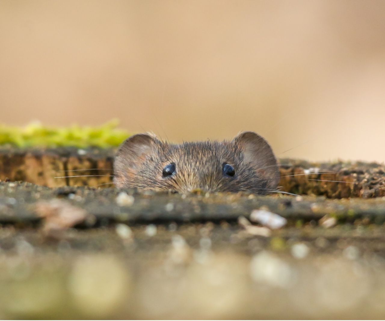 How to repel mice from your yard: 5 methods | Homes and Gardens