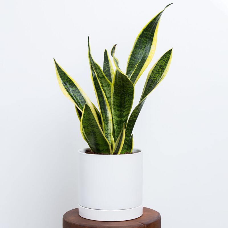 How to care for a snake plant: 5 expert tips | Homes and Gardens