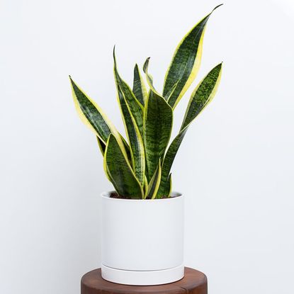 How to care for a snake plant: 5 expert tips | Homes and Gardens