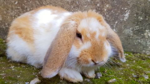 32 breeds of rabbits | PetsRadar