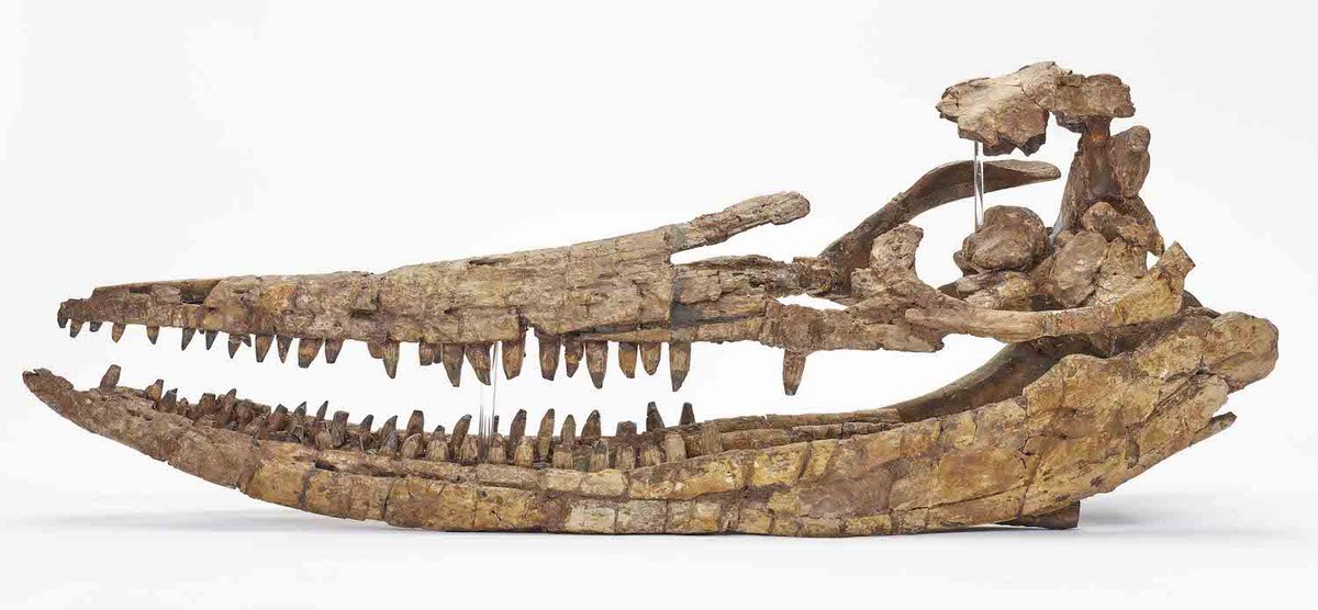 Ancient Sea Monster's Head Holds Big Teeth … and Fake Bones | Live Science