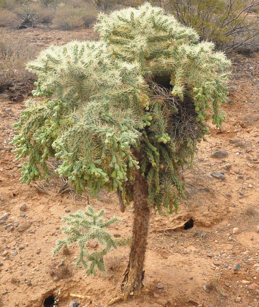 Cholla Photos: See these Amazing Desert Cacti: Page 2 | Live Science