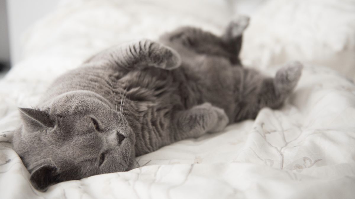 32 sleepiest cat breeds | PetsRadar