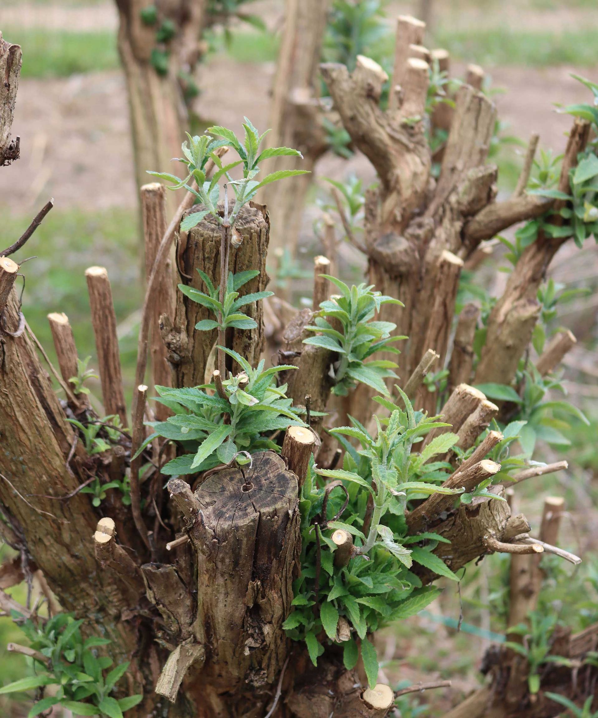 Pruning buddleja: get these flowering shrubs in order | Gardeningetc
