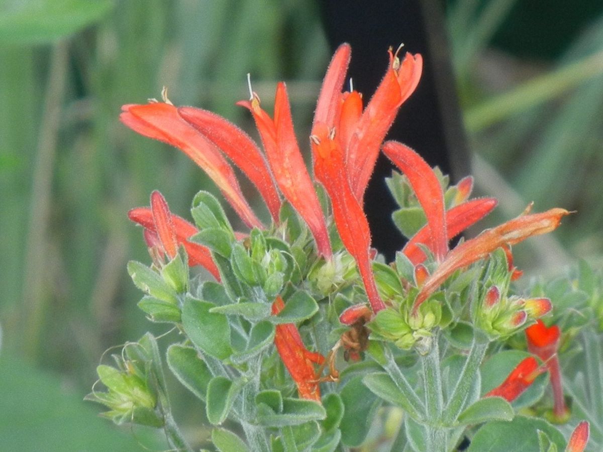 Hummingbird Plant Care - How To Grow Dicliptera Hummingbird Plant ...