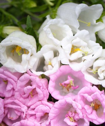 Campanula varieties: 15 top choices | Gardeningetc