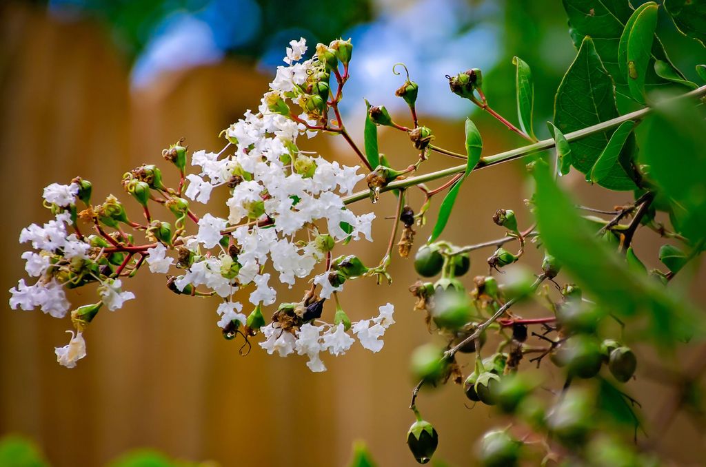 Best fast-growing trees: 10 trees for creating size at speed | Homes ...