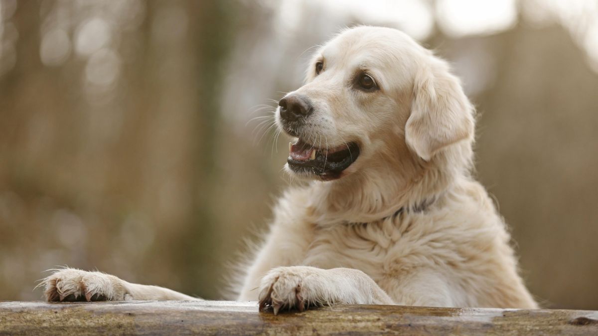 Most Googled dog breeds: What is everyone searching for? | PetsRadar