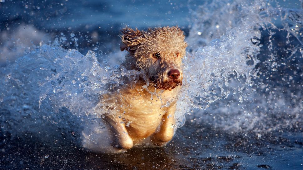 Portuguese Water dog: Breed profile and information | PetsRadar