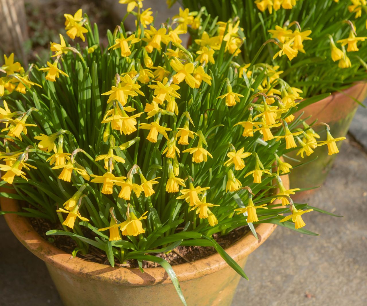 Blooming Spring Containers: 8 Potted Flowers For Spring | Gardening ...