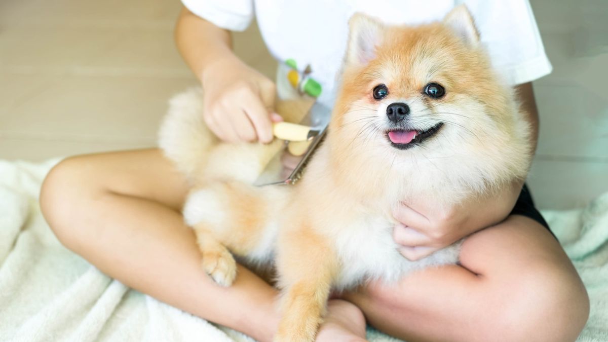 Pomeranian: Breed profile | PetsRadar