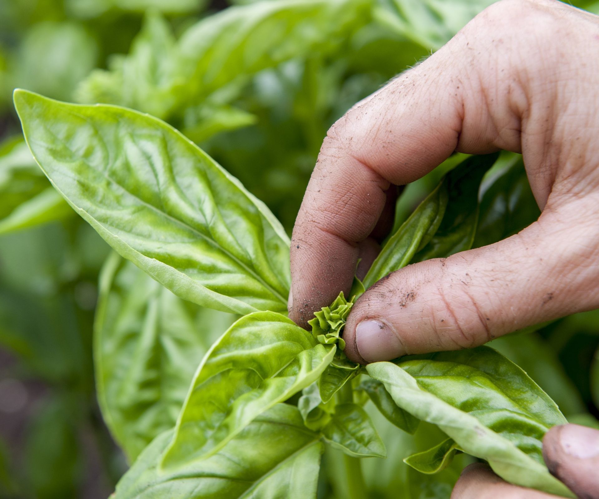 Why Pinching Herbs Boosts Health and Vigor, And How To Do It ...