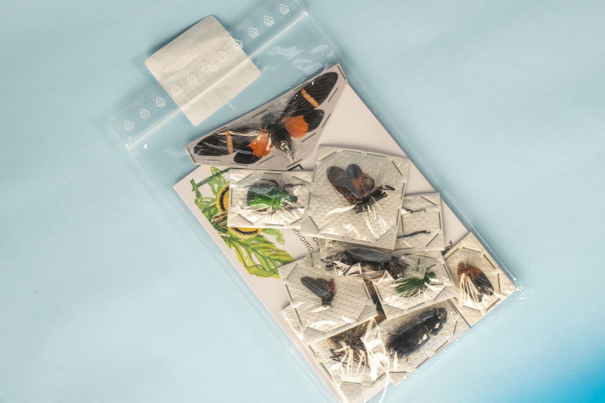 Take incredible insect photos with cheap extension tubes | Digital ...