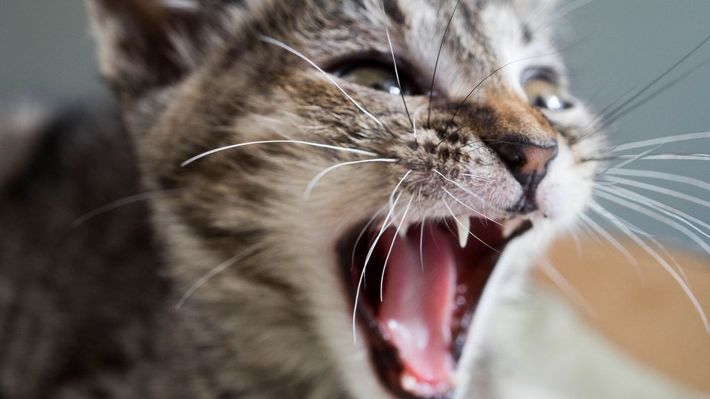 10 fascinating things to know about cat teeth | PetsRadar