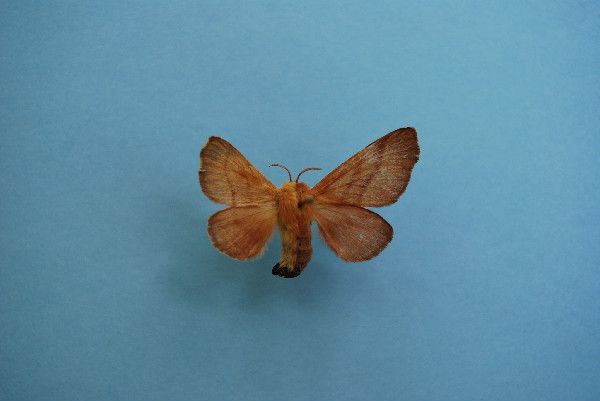 Image Gallery: Stunning Dual-Sex Animals | Live Science