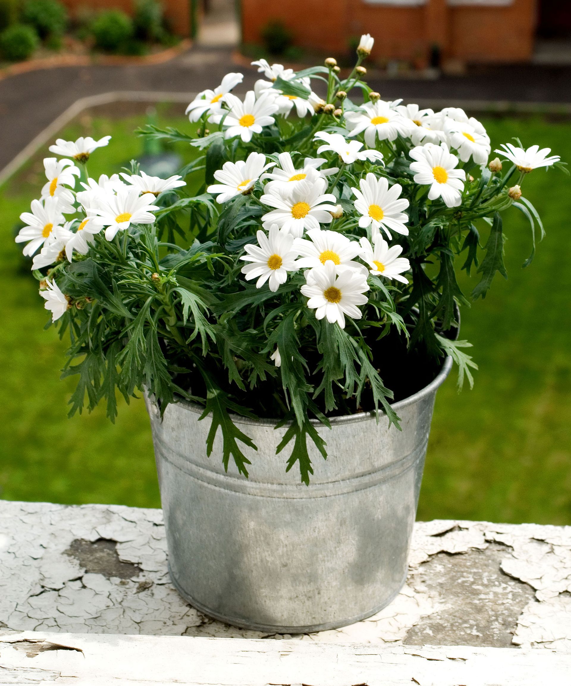 Expert Secrets To Watering Daisies For Flowers That Last | Gardening ...