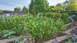 How to grow broccoli rabe - tips for a successful crop | Homes and Gardens
