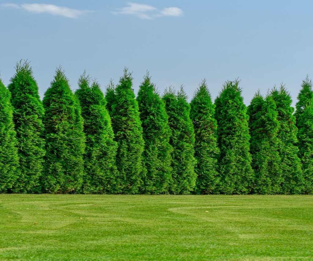 These 7 Stunning Trees That Are Perfect for Fence Lines | Gardening ...