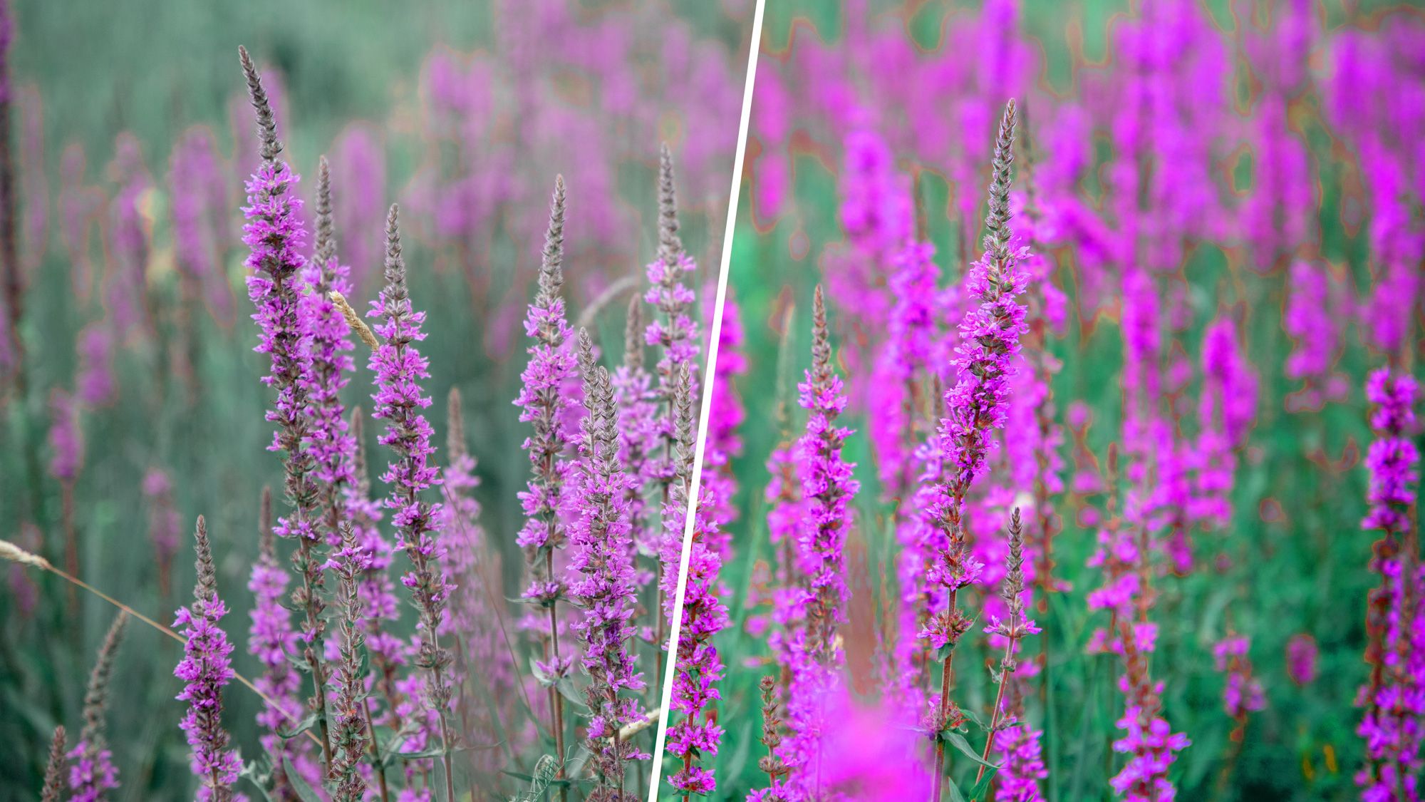 How color theory can help your photography | Digital Camera World