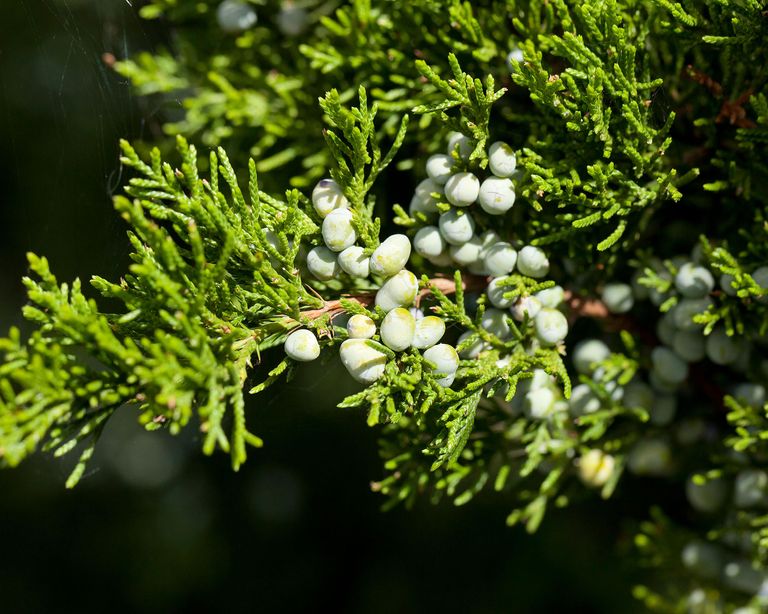 Best backyard trees: 10 choices for yards big or small | Gardeningetc