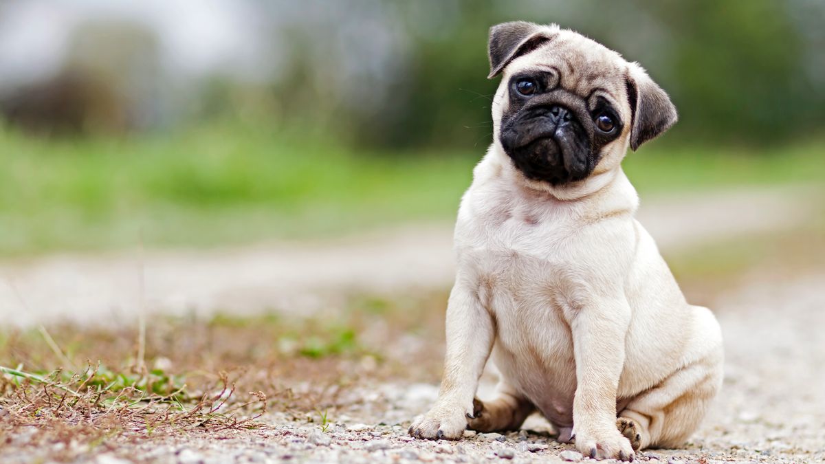 Albino dogs: 32 facts you didn’t know | PetsRadar