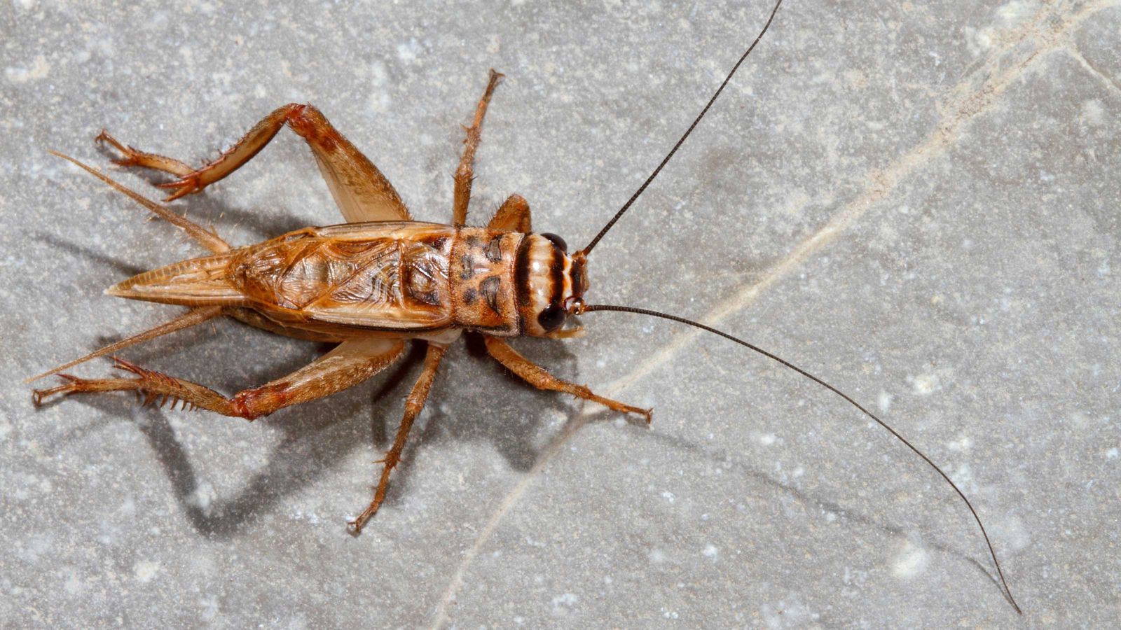 Experts share top tips to get rid of crickets in the house | Homes and ...