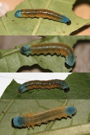 Crafty Caterpillars Mimic Each Other to Avoid Predators | Live Science