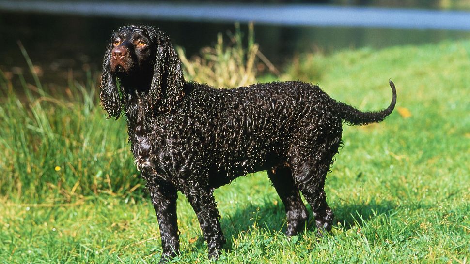 32 things to know about American water spaniels | PetsRadar