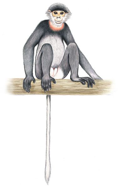 Image Gallery: 25 Primates in Peril: Page 2 | Live Science