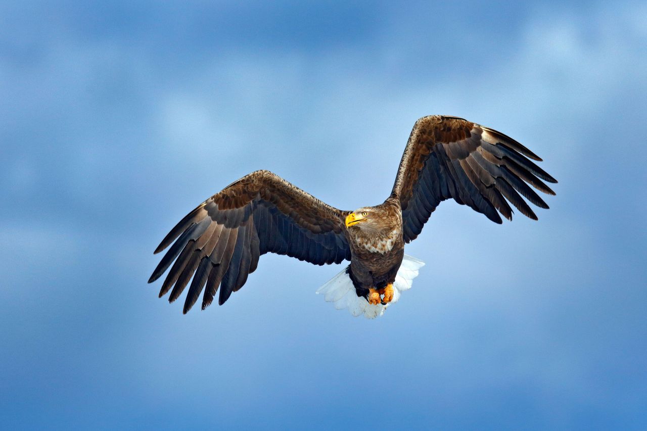The white-tailed eagle is crafty, controversial and has wings the size ...