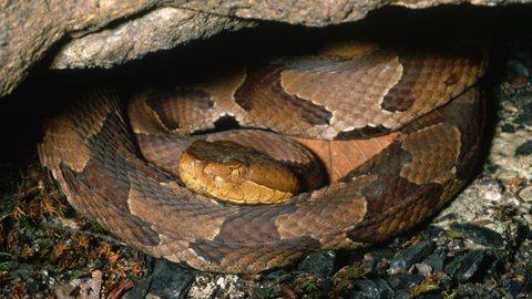 Copperhead snakes: Facts, bites & babies | Live Science
