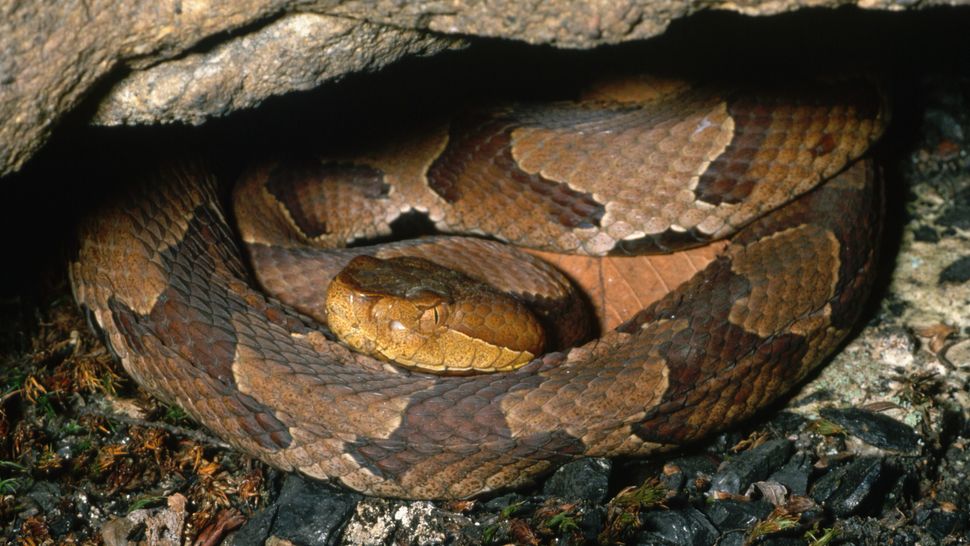 Copperhead snakes: Facts, bites & babies | Live Science