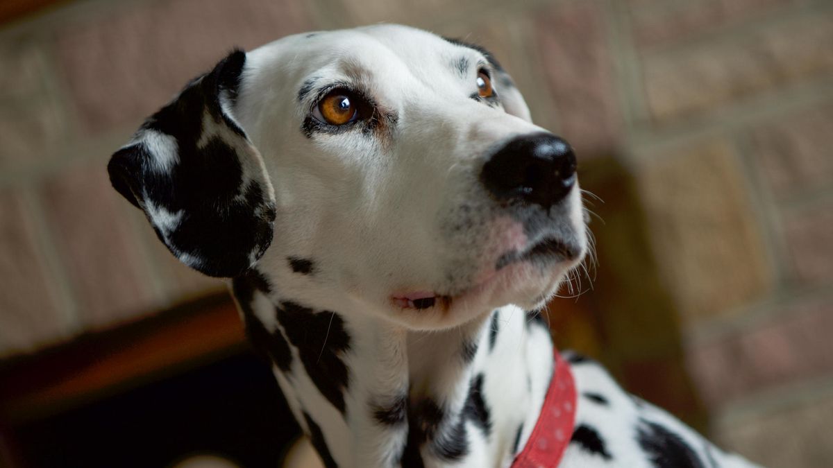 How to know if your dog is happy: 10 signs to look for | PetsRadar