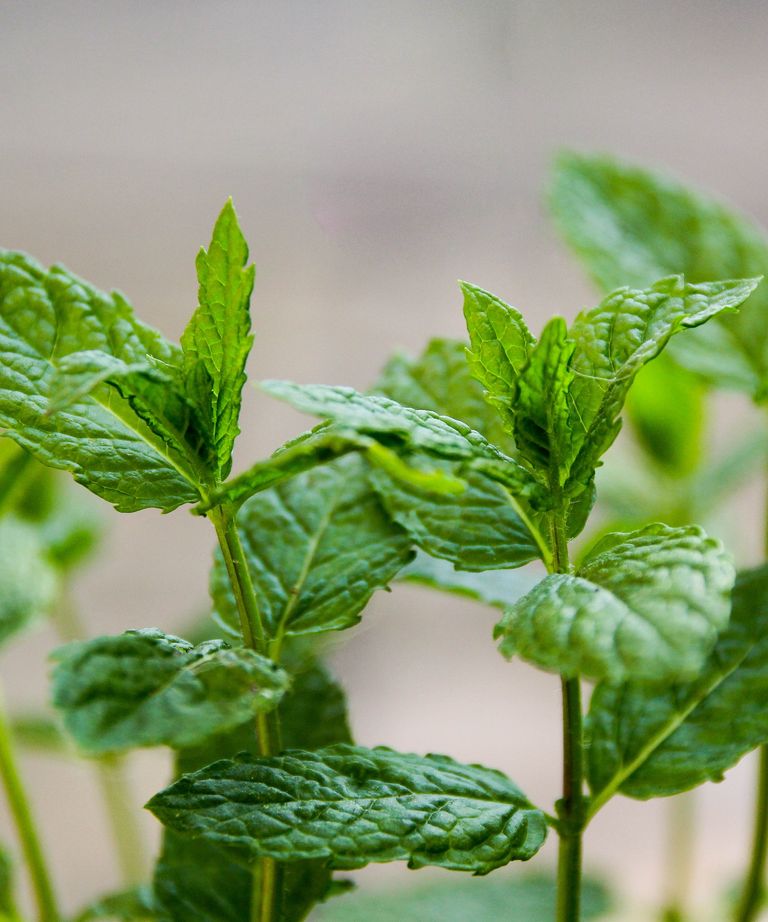 Best fly repellent plants: 10 plants to keep pests away | Homes and Gardens