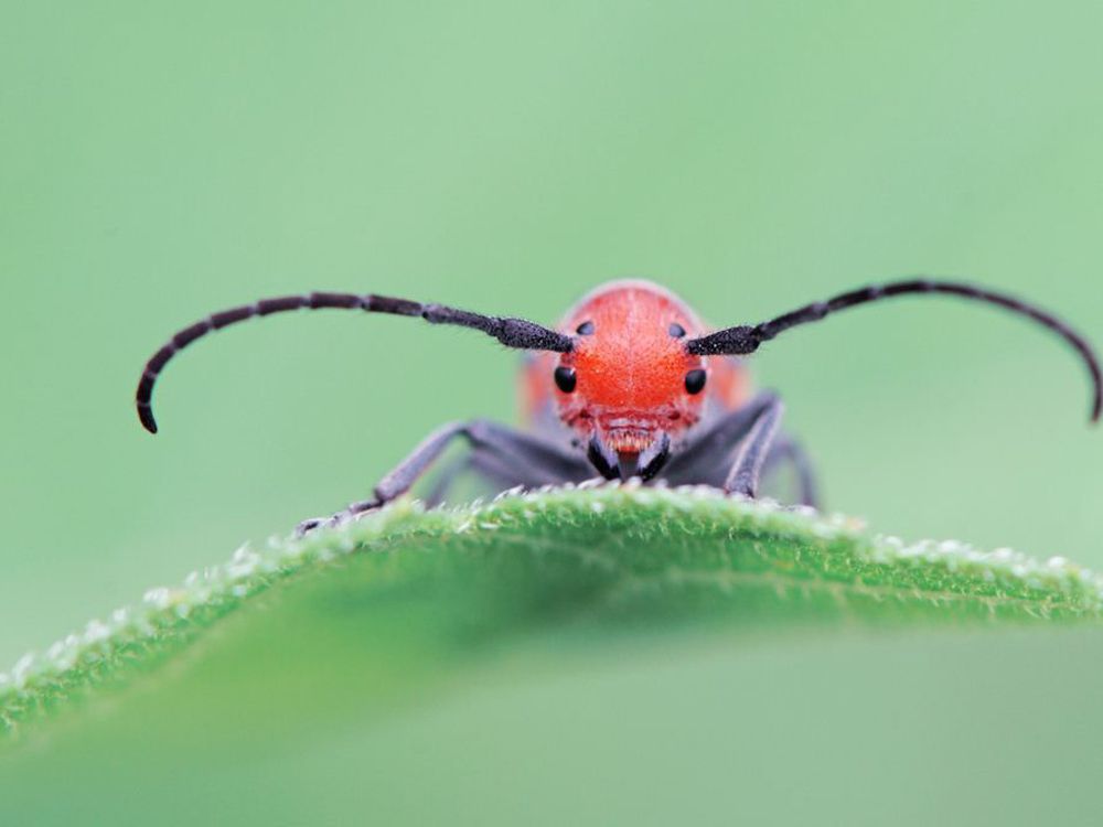 No Creepy Crawlies Here: Gallery of the Cutest Bugs: Page 2 | Live Science