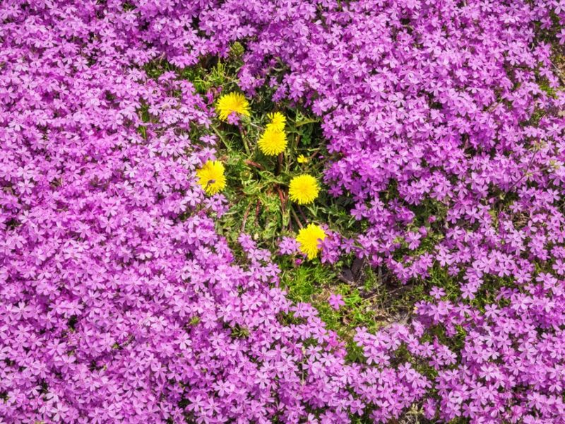Tips & Information about Ground Cover | Gardening Know How