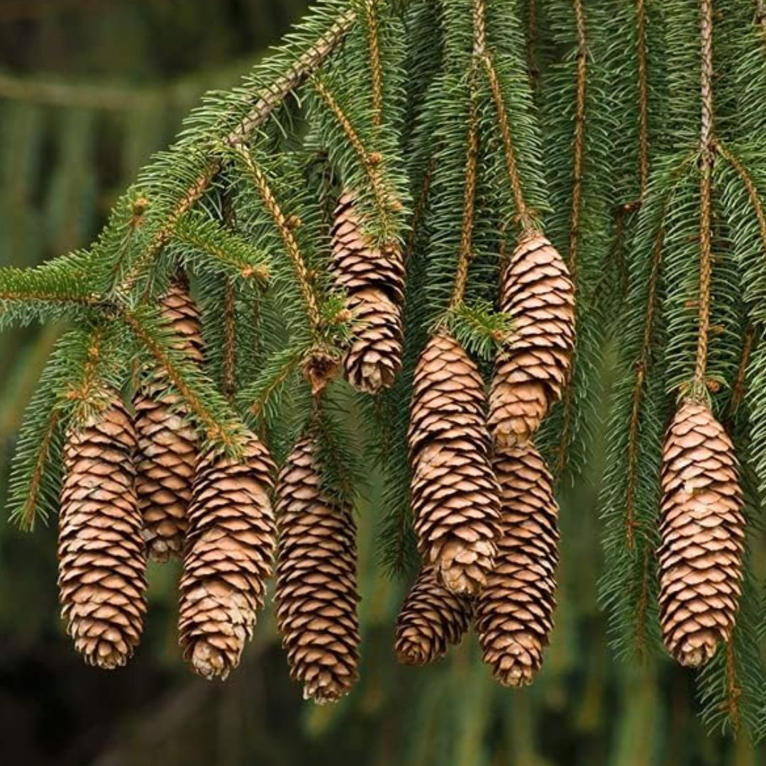 5 Best Trees for a Wind Break | Livingetc