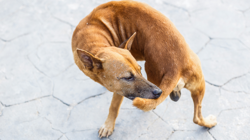 Why is my dog spinning in circles? A vet explains | PetsRadar